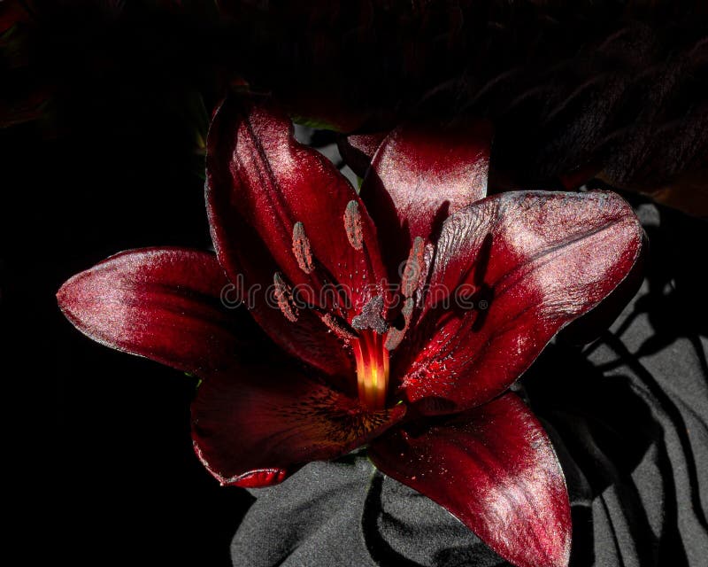 Close-up View of a Beautiful Dark Red Lily Stock Image - Image of view ...