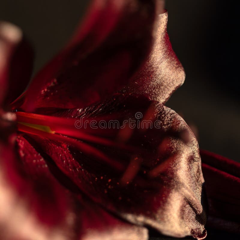 Close-up View of a Beautiful Dark Red Lily Stock Photo - Image of dark ...