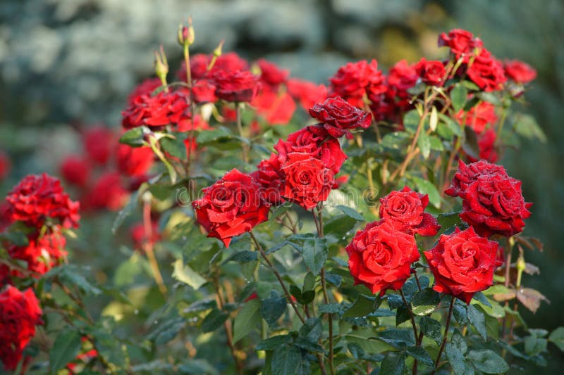 Close-up View of Beautiful Dark Red Roses. Macro Shot Stock Photo ...
