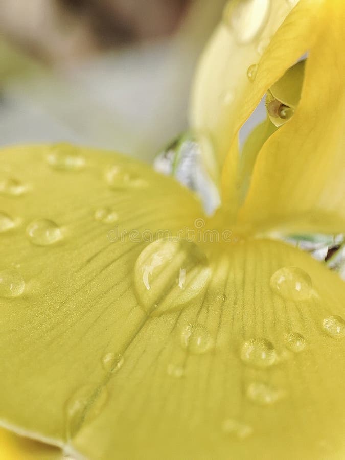 Close Up View of a Beautiful Dew Droplets on a Yellow Flower Stock ...