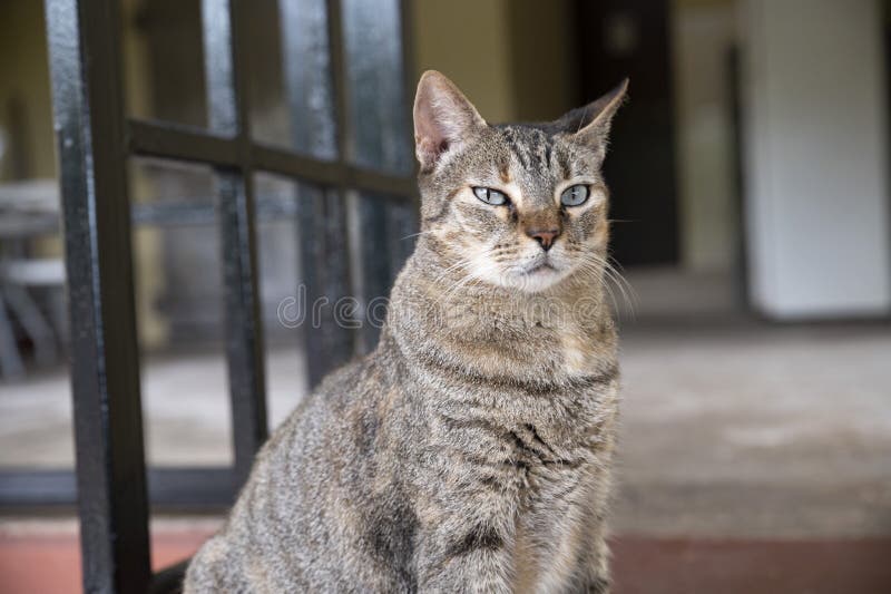 Close Up View of a Beautiful Female Cat Stock Photo - Image of head ...