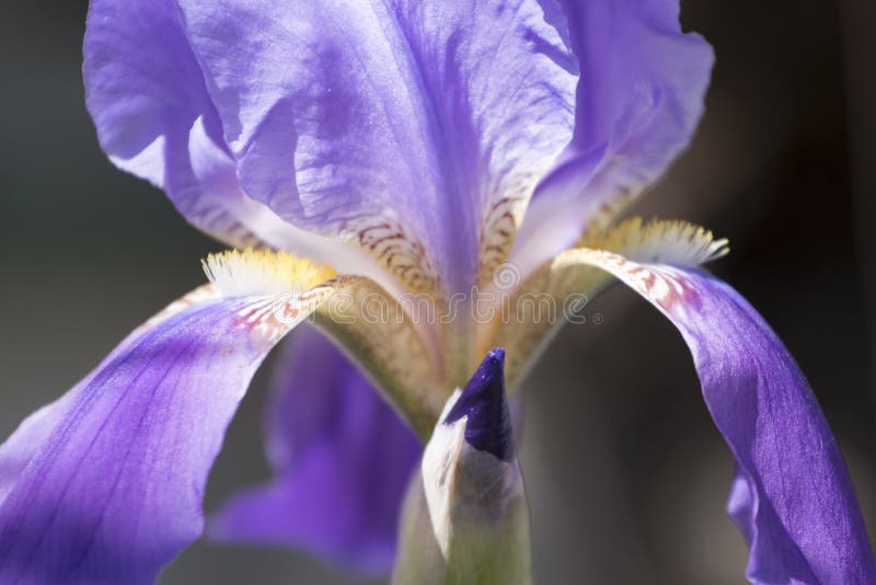 Iris germanica flower stock image. Image of macro, petal - 90922141