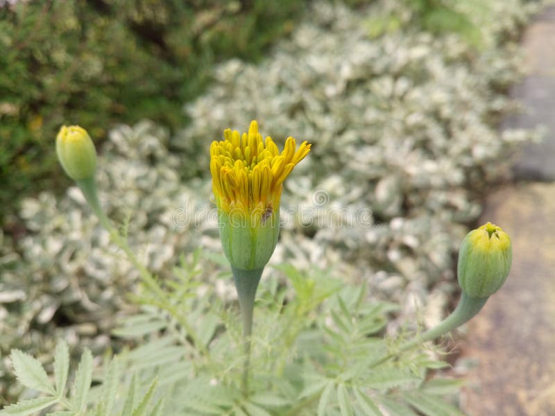 Beautiful Marigold Flower Bud Stock Image - Image of leaf, colorful ...