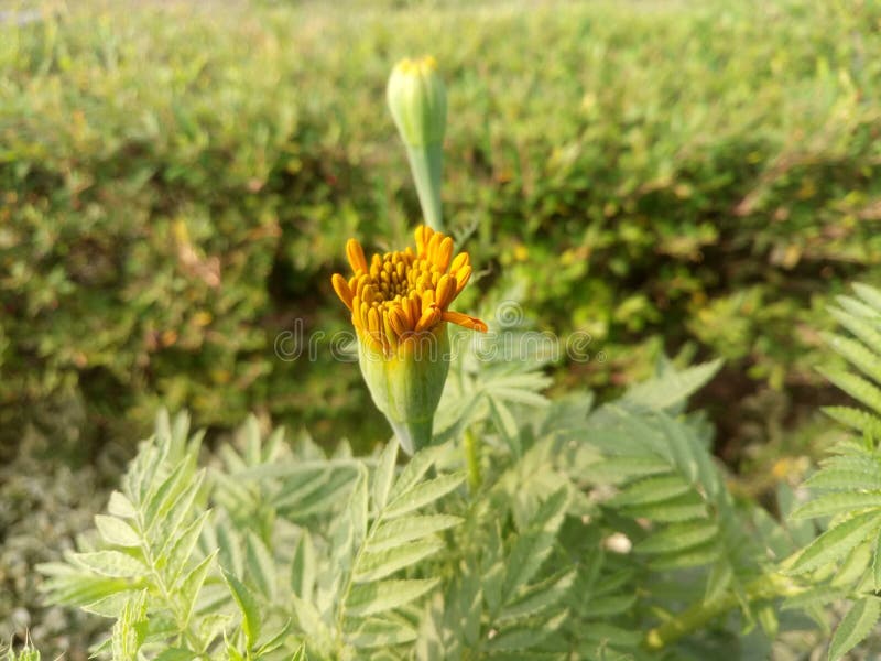 Beautiful Marigold Flower Bud Stock Image - Image of beauty, marigold ...