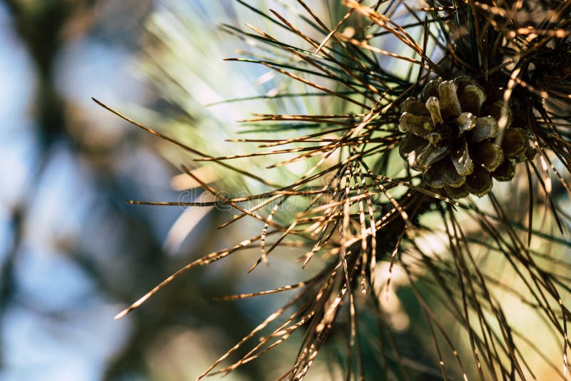 Close-up View of Beautiful Pine Tree Branch Stock Image - Image of ...