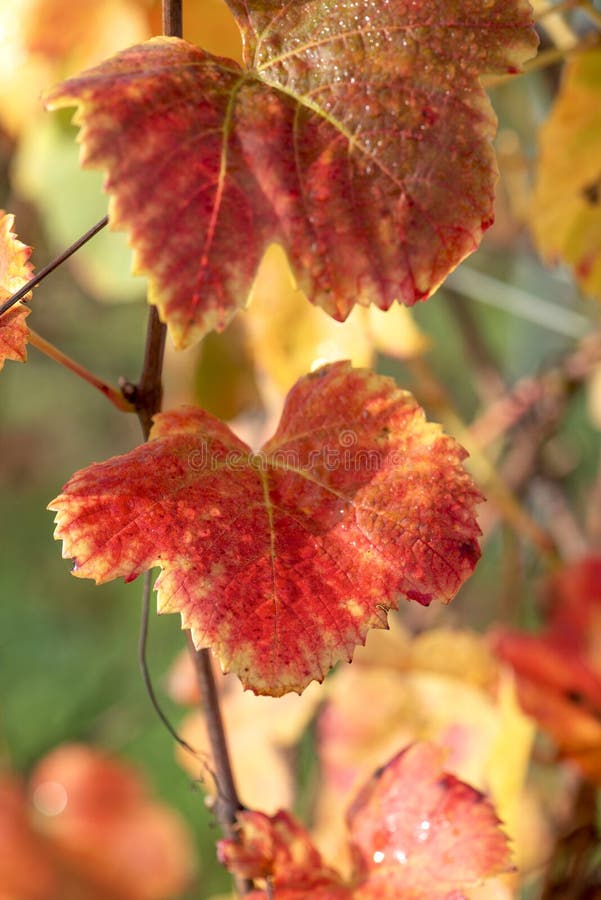 Close-up View of a Beautiful Red Leaf of a Vine Growing in Autumn Stock ...