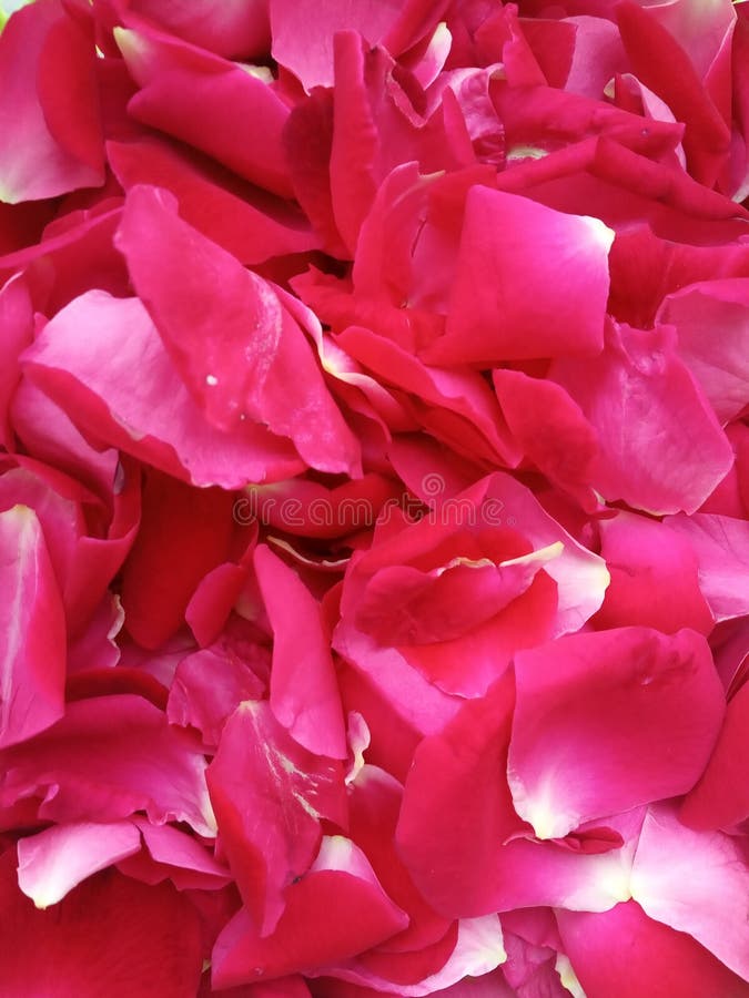 Close Up View of Beautiful Rose Petals. Stock Photo - Image of close ...
