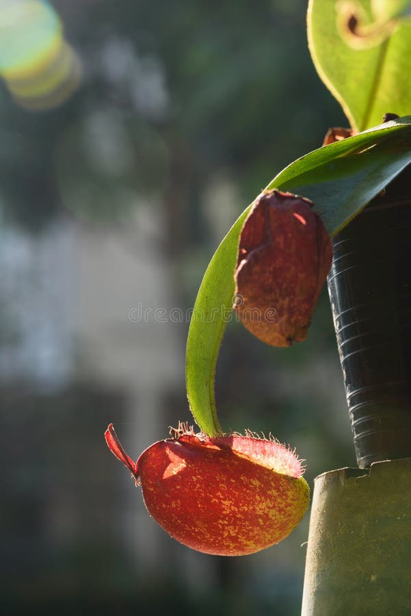 Close-up View of Beautiful Tropical Pitcher Flower Stock Image - Image ...