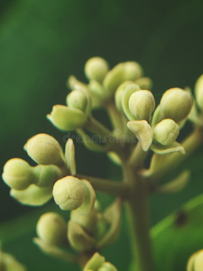 Close Up View of a Beautiful White Green Flower Buds at the Beach Stock ...