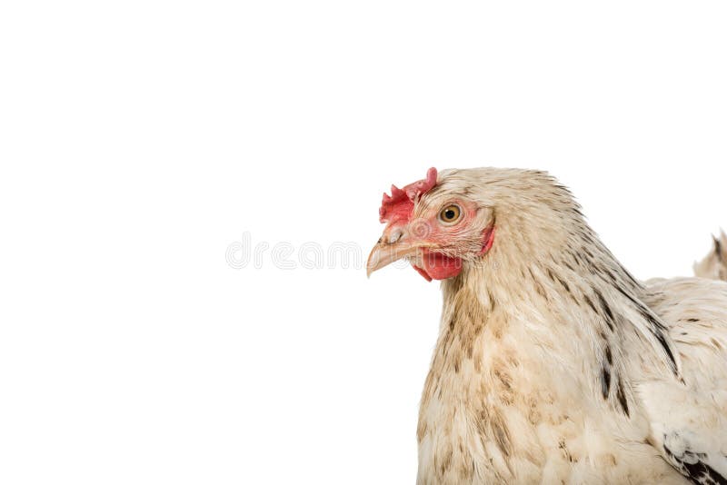 Side View Close-up Of A White Hen At Farm Stock Image - Image of ...