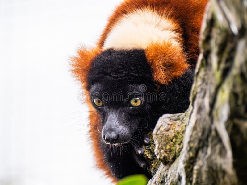 Close-up View of Beautiful Wild Red Lemur High in a Tree Surrounded by ...
