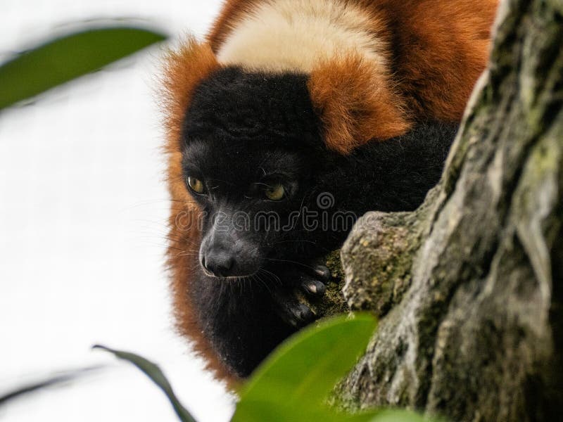 Close-up View of Beautiful Wild Red Lemur High in a Tree Surrounded by ...