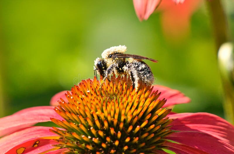 Bee Covered with Pollen on Coneflower Stock Image - Image of coneflower ...