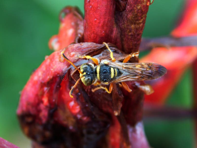 Bee wolf wasp stock image. Image of shower, miner, hunters - 146558753