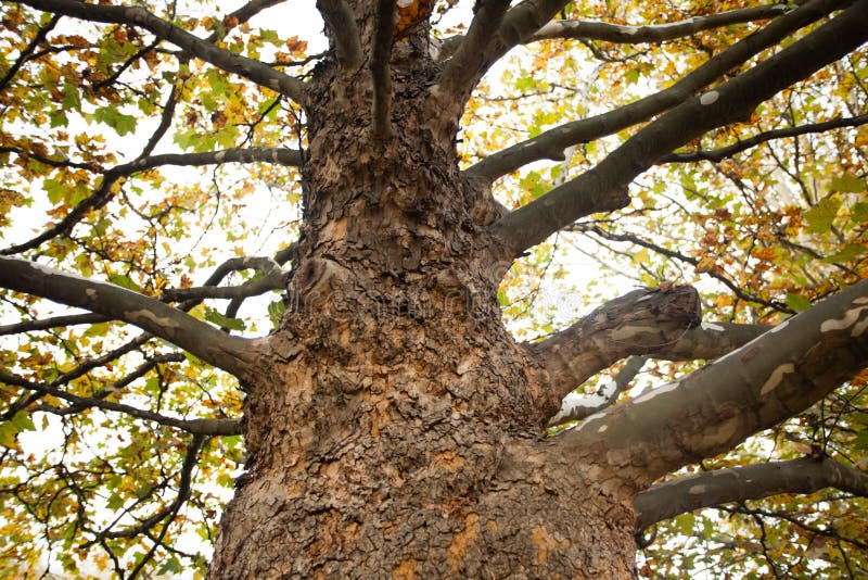 Close Up View of Beech Tree with Branches Stock Photo - Image of teak ...