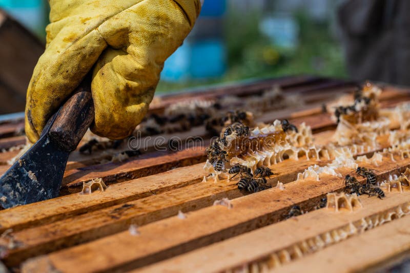 Bees brood comb stock photo. Image of hexagon, agricultural - 71691264