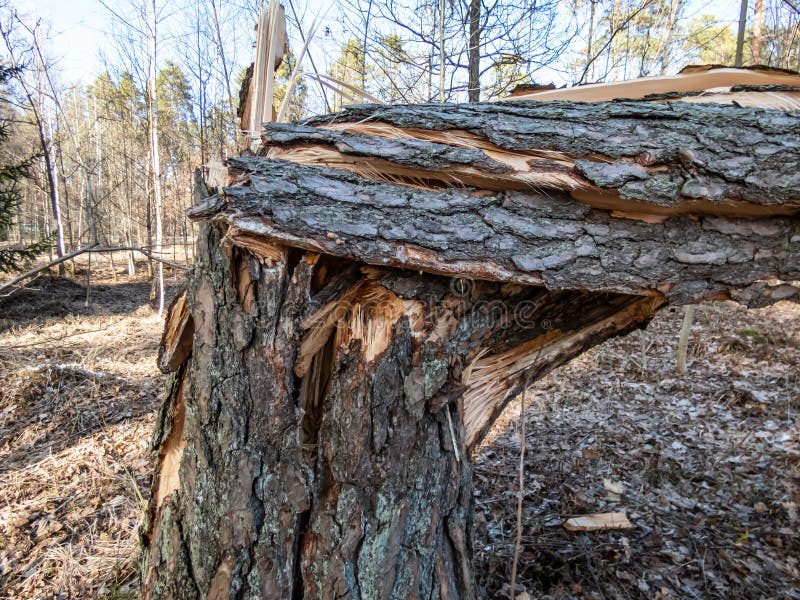 Close-up View of Big, Broken Tree Trunk after Wind Storm with ...