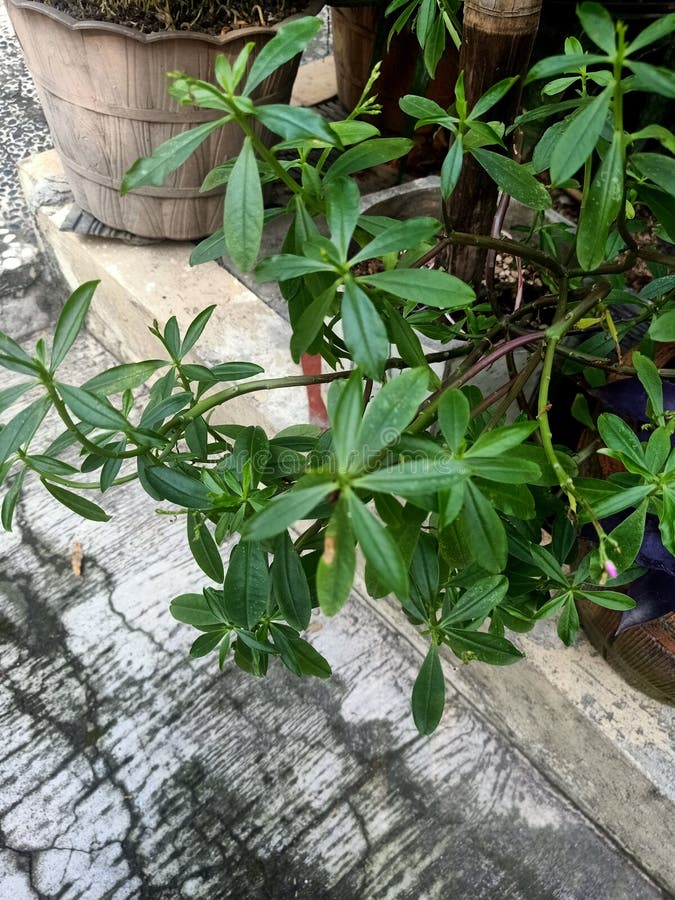 Close Up View of Big Talinum Plant Stock Image - Image of waterleaf ...