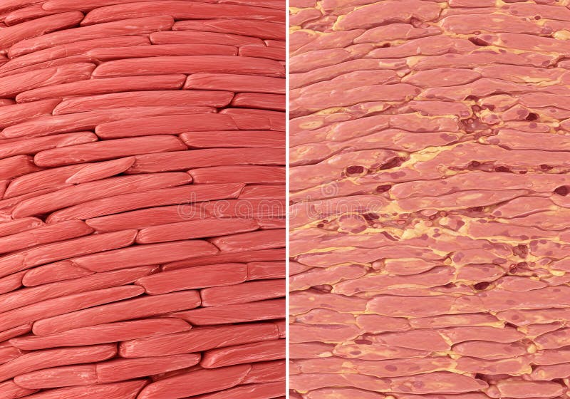 Microscopic Biological Tissue Structures Stock Illustration ...