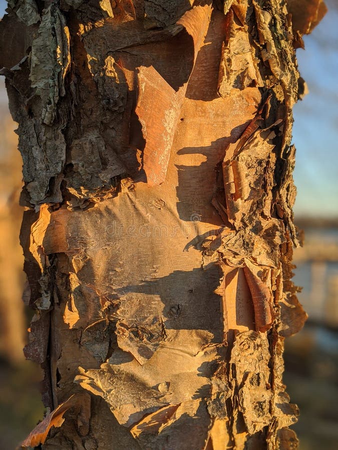 Wonder Nature Close View of the Bark of a Tree Stock Image - Image of ...