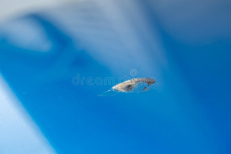 Close-up View of the Bird Poop Dropping on the Blue Car Stock Image ...