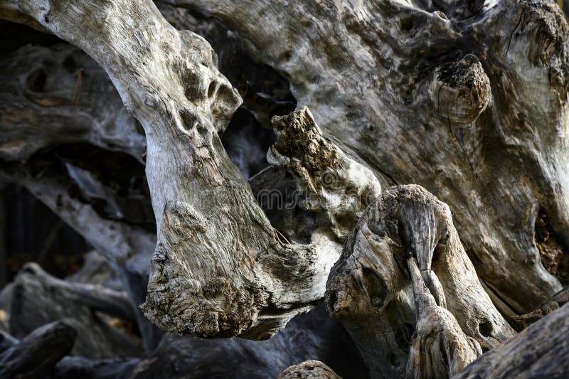 Close Up View of the Bizarre Twists of the Roots of a Snag of a Felled ...