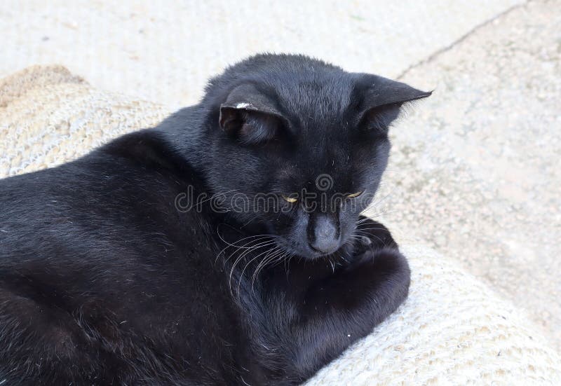 Close Up View of Black Adult Resting Cat Stock Photo - Image of fluffy ...