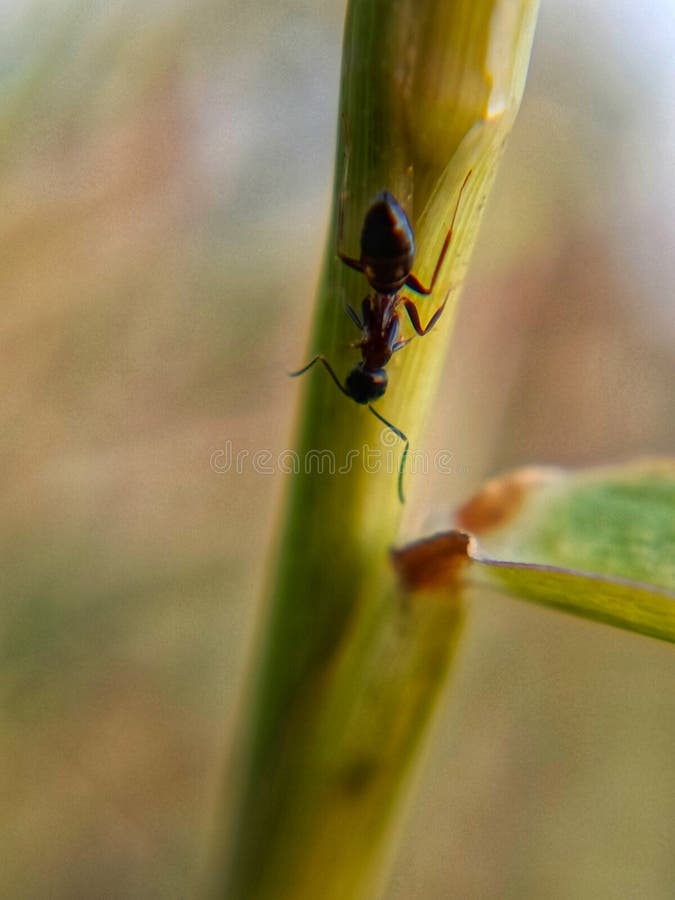 Close-up View of a Black Ant on a Branch Stock Image - Image of view ...