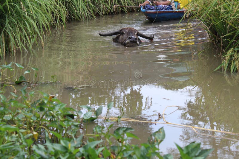 Close-up View of Black Buffalo or Water Buffalo Wading in Water Pulling ...