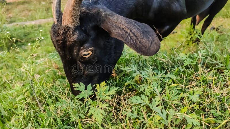 Close Up View of a Black Goat Stock Photo - Image of grass, side: 188342086