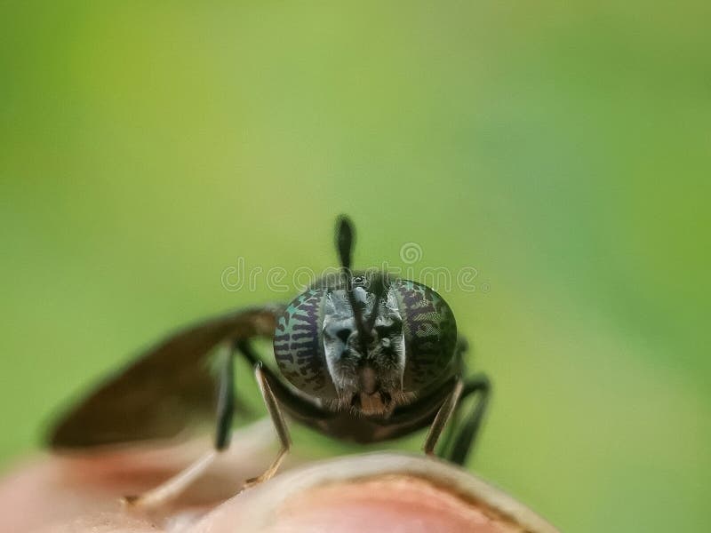 Close Up View of the Black Soldier Fly with Left Side Broken Wing Stock ...