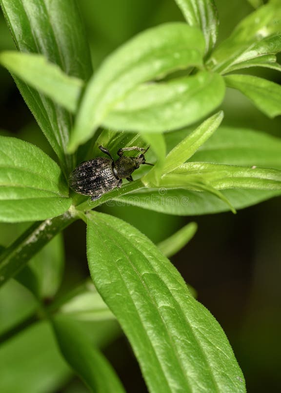 A Close-up View of a Black Weevil Beetle on a Grass Stalk Stock Image ...