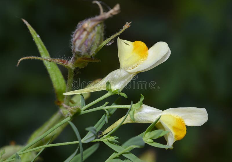 A Close-up View of a Blooming Common Flax Flower Stock Photo - Image of ...
