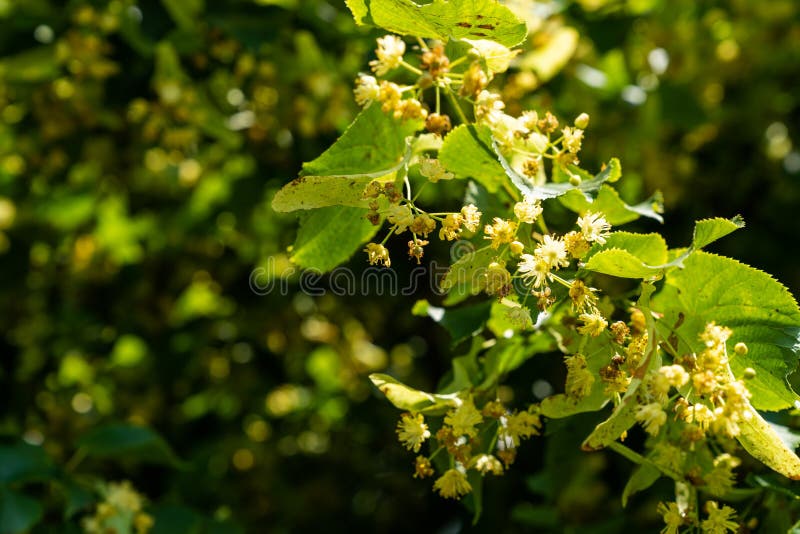 Close Up View of Blooming Linden Tree Blossoms Usable for Herbal ...