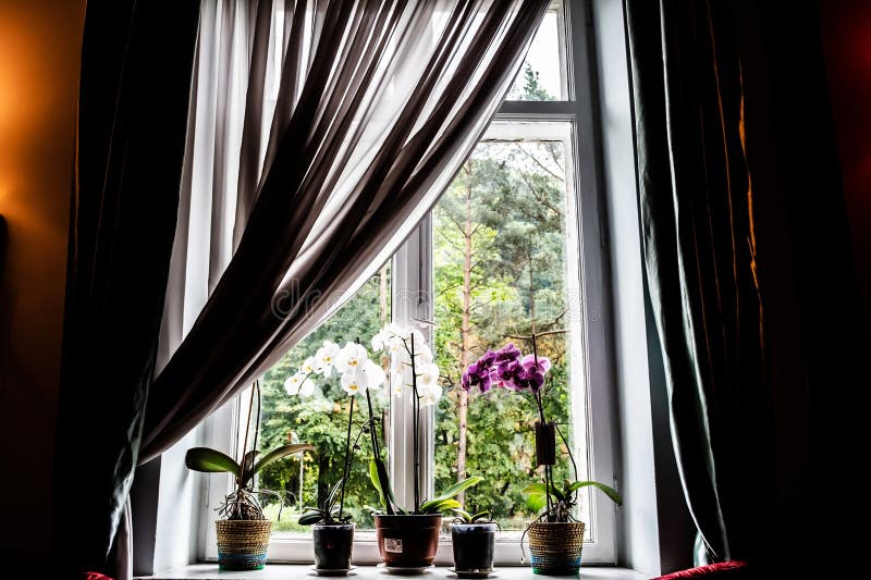 Blooming Pink and White Orchids at the Window Stock Image - Image of ...