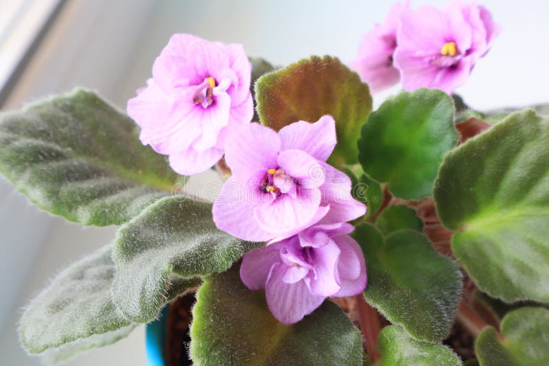 Close Up View of Blooming Violet in a Pot Stock Photo - Image of ...