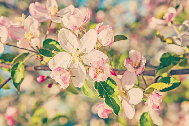 Close Up View on Blossoming Branch of Apple Tree Instagram Stile Stock ...