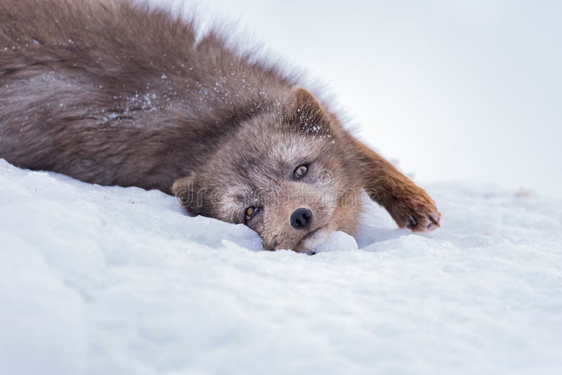 Close-up View of a Blue Arctic Fox Laying on the Snow-covered Field on ...