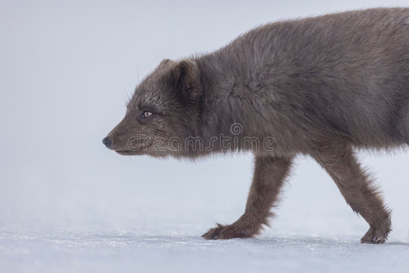 Close-up View of a Blue Arctic Fox Walking on the Snow-covered Field on ...