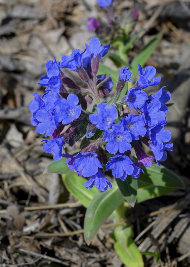 A Close-up View of the Blue-maroon Forest Flowers of the Honeydew in ...