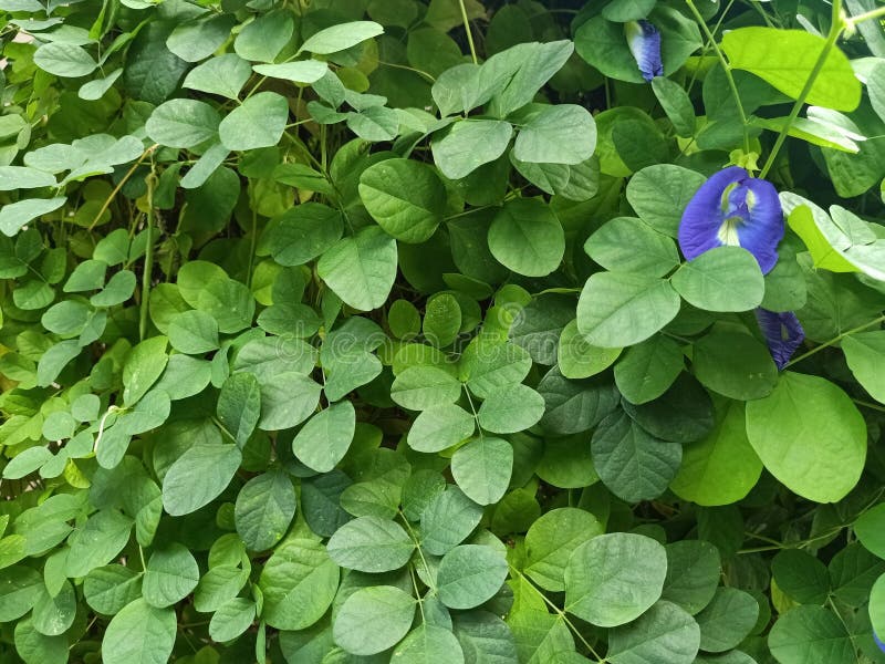 Close Up View of Blue Pea Plant Stock Image - Image of leaf, flower ...