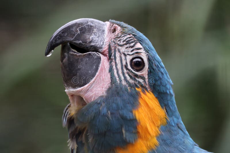 Close Up View of a Blue-throated Macaw Stock Image - Image of close ...