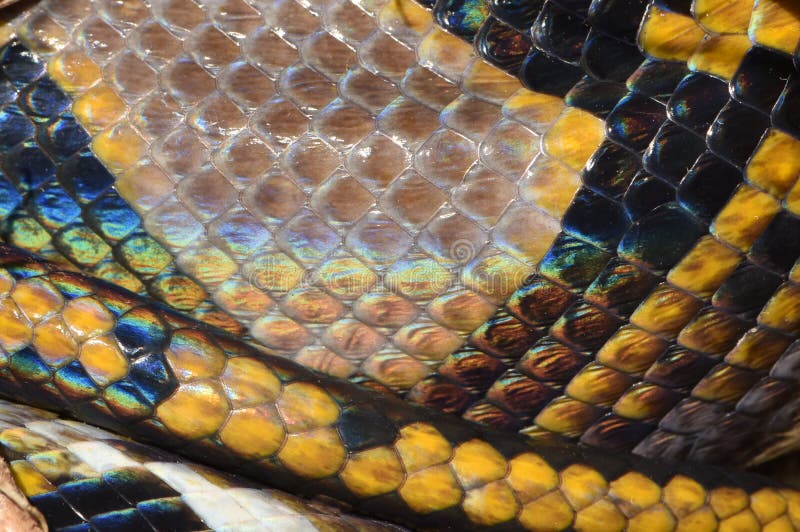 Close Up View of Boa Skin Texture Stock Photo - Image of fauna ...