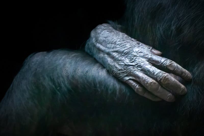 Close-up View of a Bonobo Monkeys Hand Stock Image - Image of monkey ...
