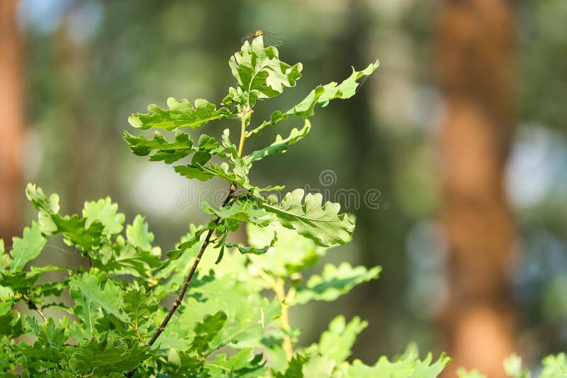 Close-up View of a Branch of an English Oak Tree Under the Sunlight ...