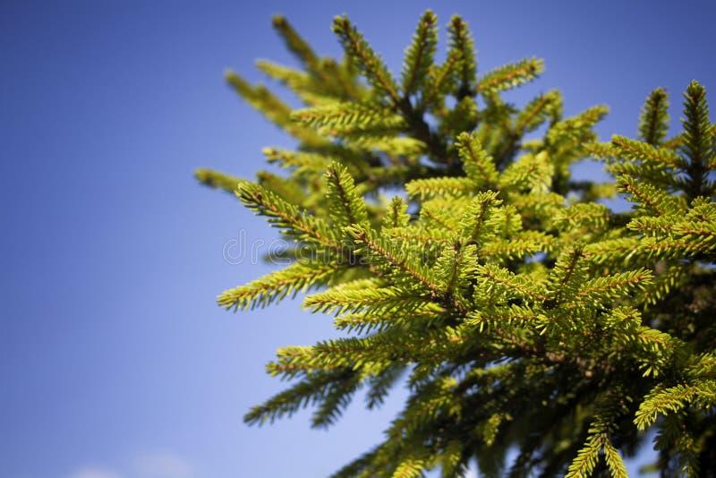 Close Up View of Branches of a Pine Tree Stock Image - Image of lush ...