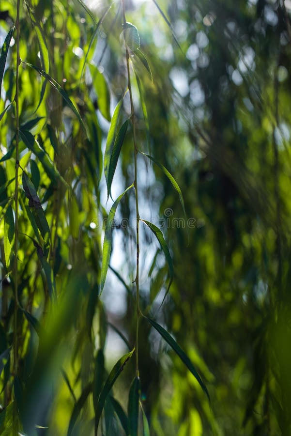 Close Up View of Branches of Willow Tree Stock Photo - Image of ...