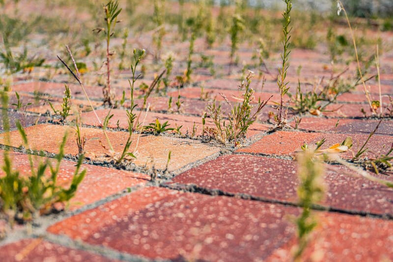 Close-up View of a Brick Pavement with Grass Growing between Bricks ...