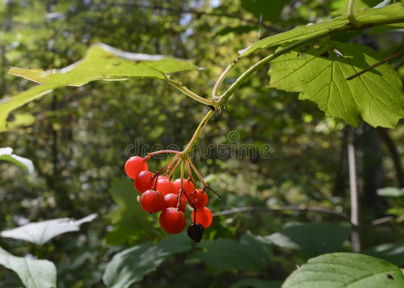 Red Viburnum Berries on a Green Bush. Viburnum Opulus Stock Photo ...