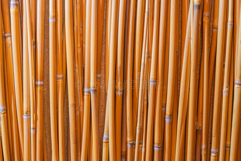 Close-up View of Brown Bamboo with Ridges and Nodes, Arranged in a ...